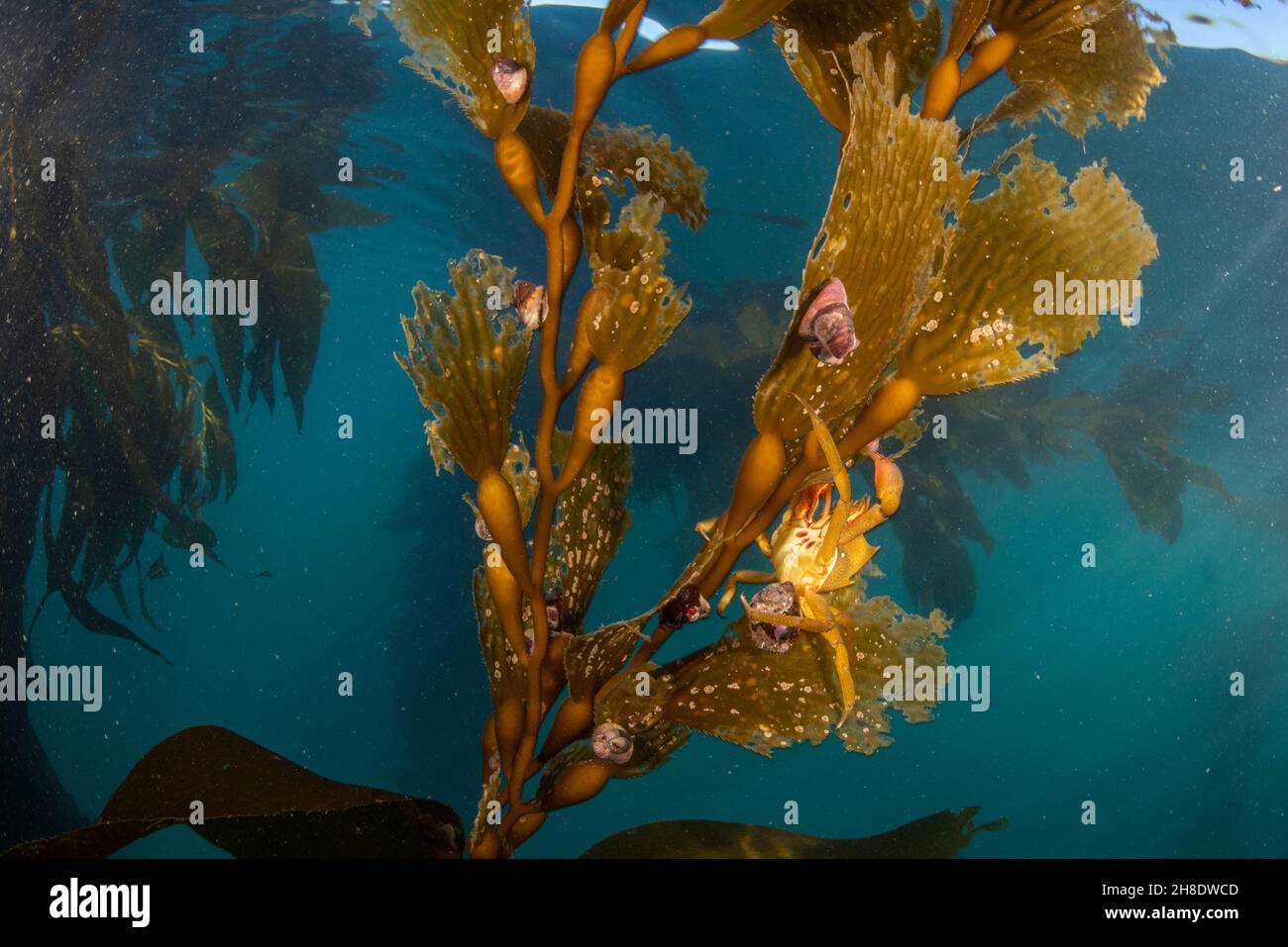 Fronds and floats of giant kelp (Macrocystis pyrifera) growing ...