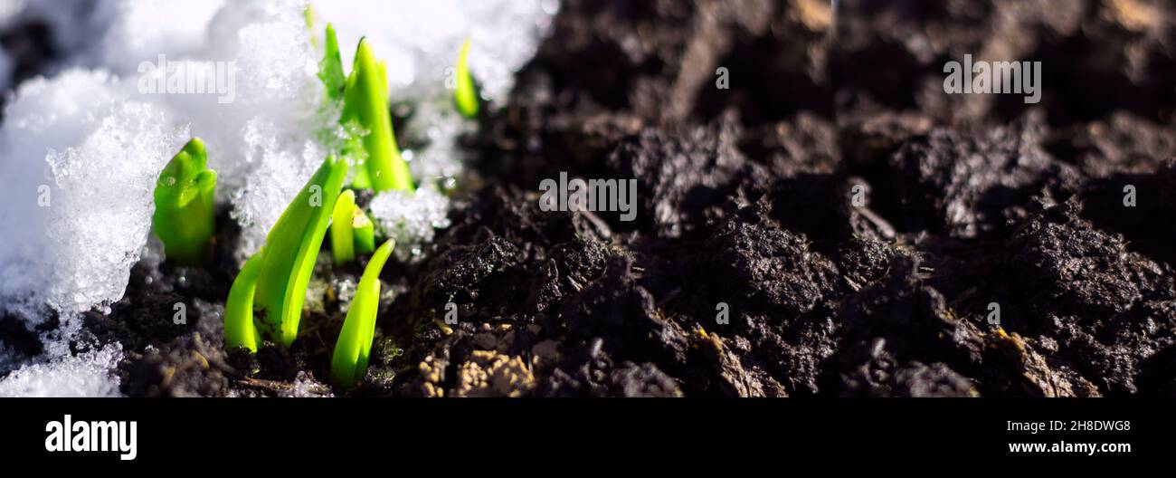 The first spring flower plant sprouts from the earth and snow in the ...