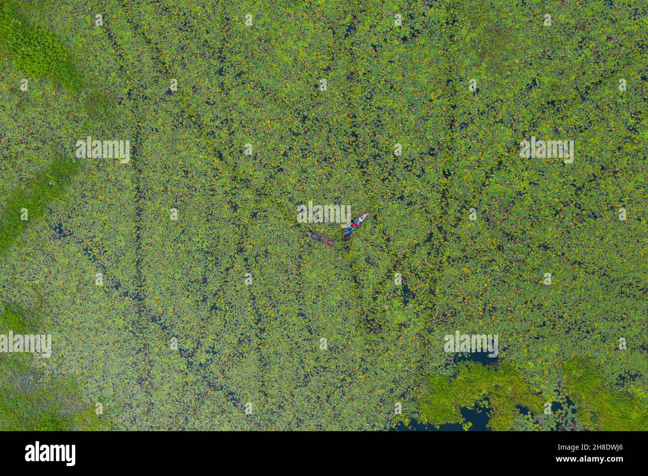 Aerial view of a large water body called `Shatla beel' full of red ...
