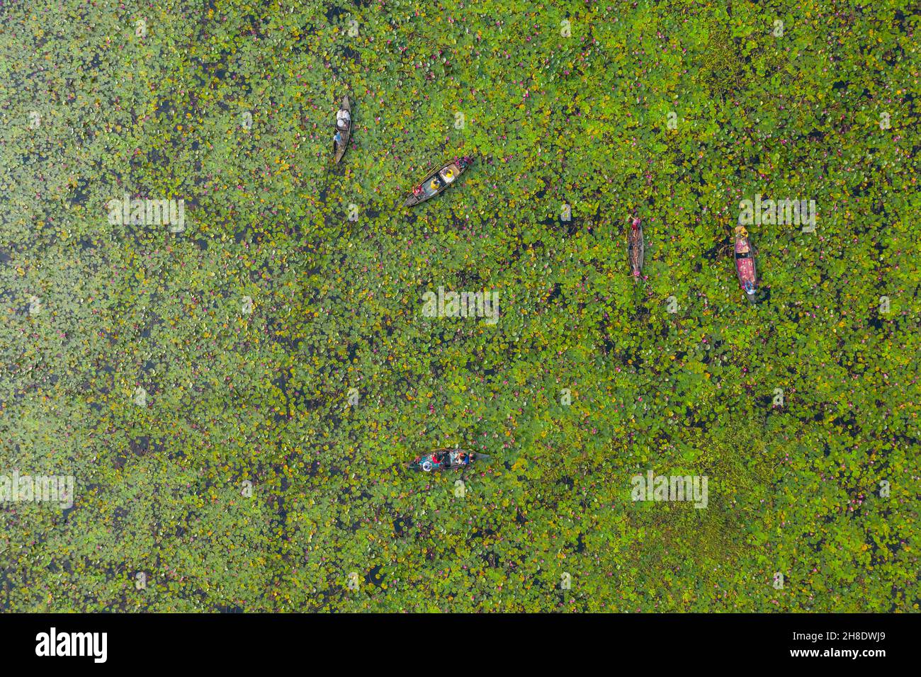 Aerial view of a large water body called `Shatla beel' full of red ...