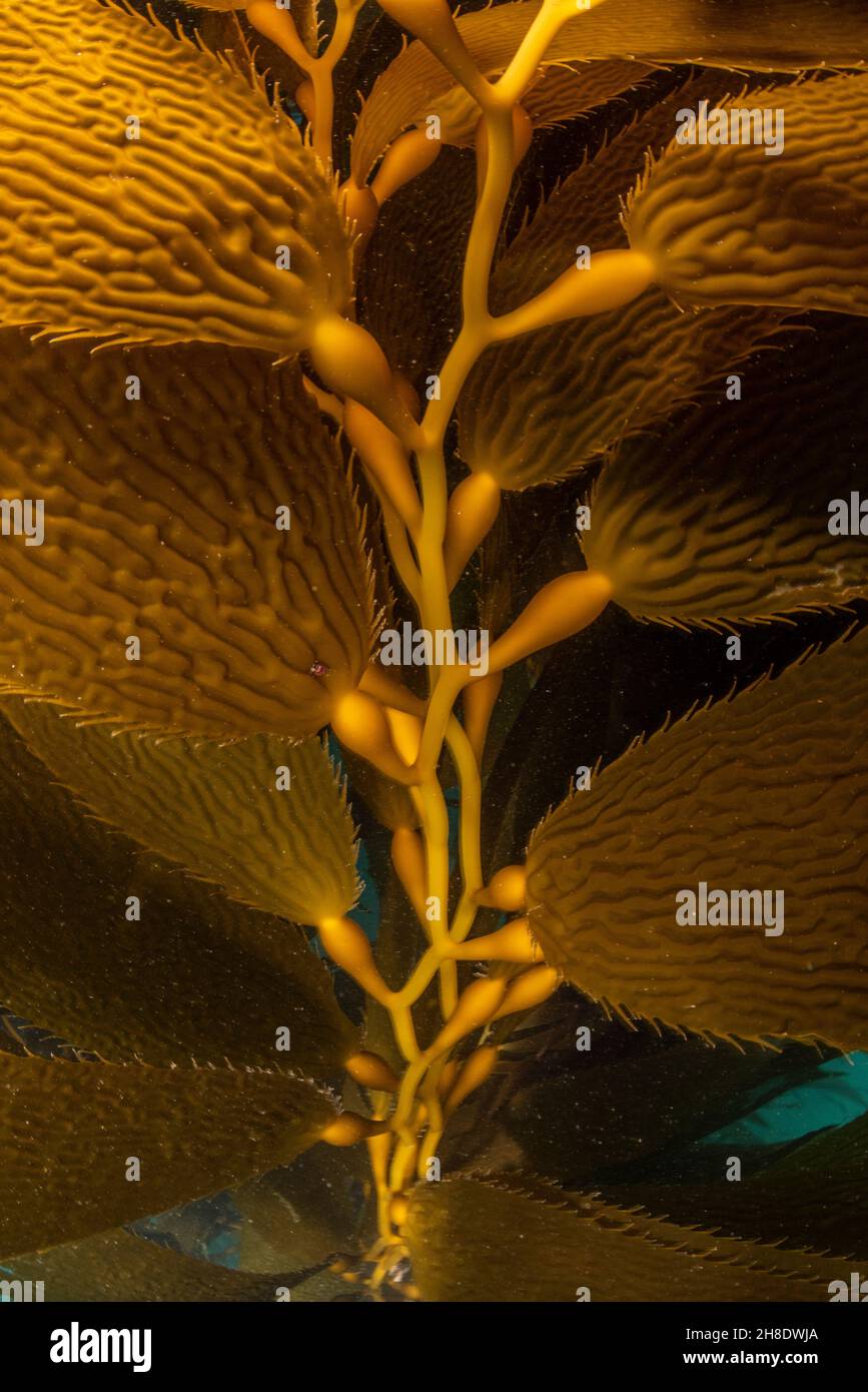 Macrocystis Microscope