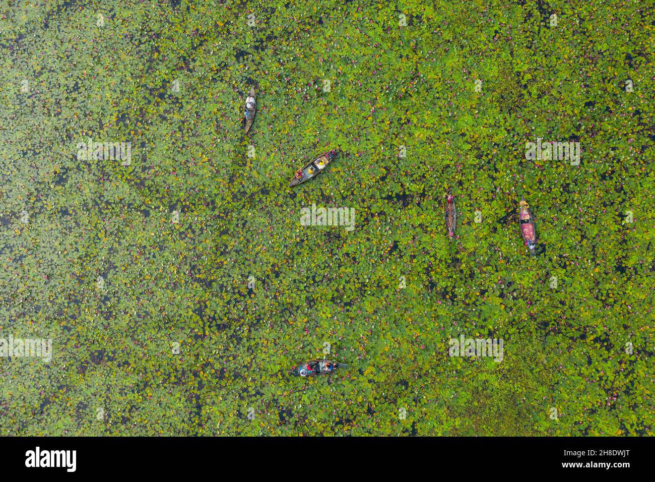 Aerial view of a large water body called `Shatla beel' full of red ...
