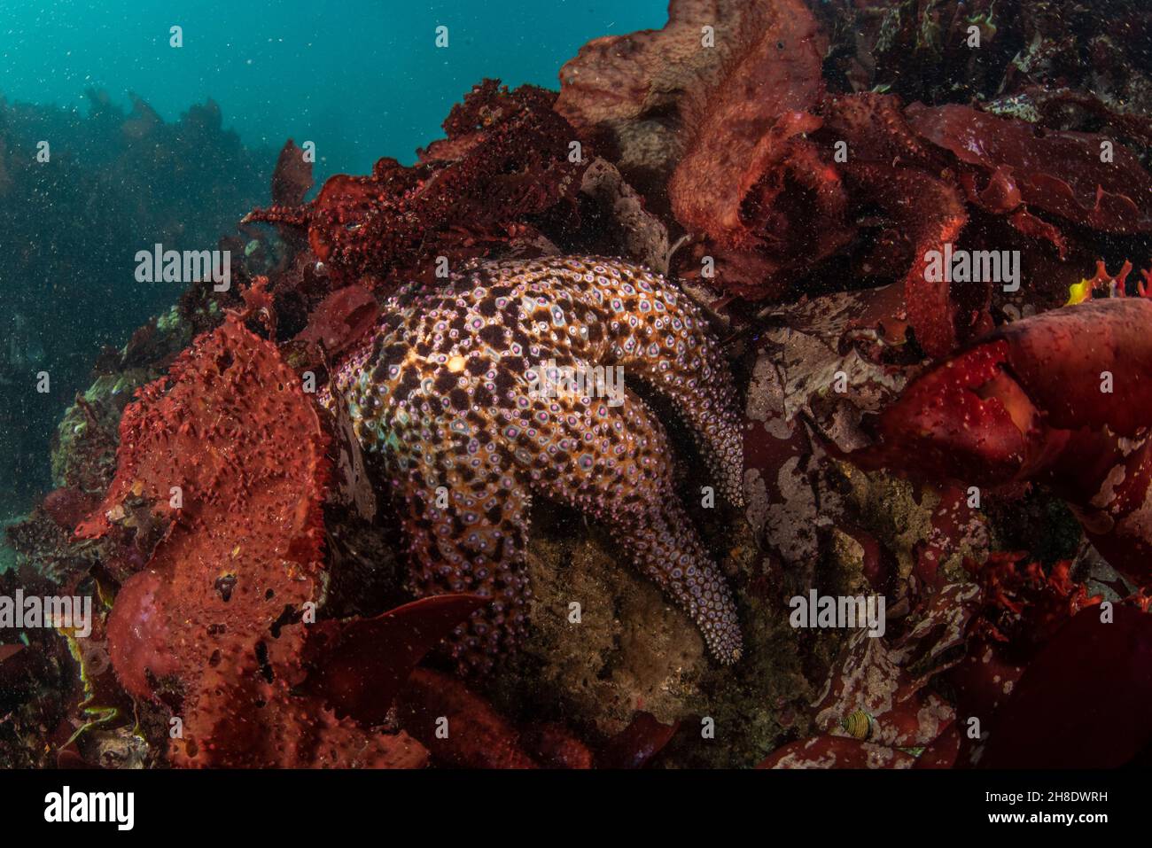 Keystone species starfish hi-res stock photography and images - Alamy
