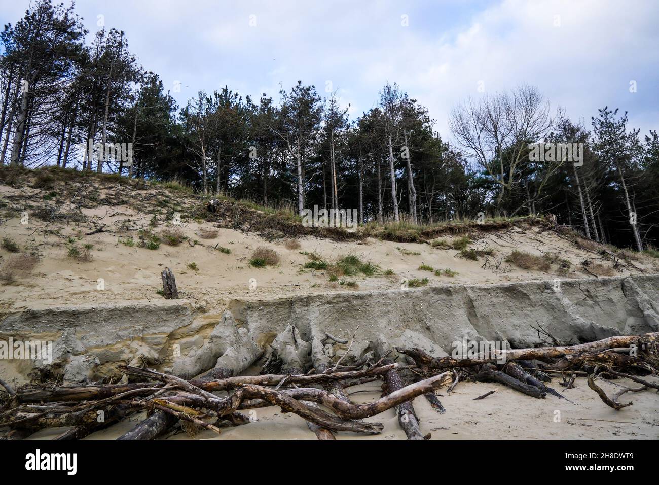 Dead trees and dying forest, Authie Bay, Berck sur Mer, Pas de Calais ...