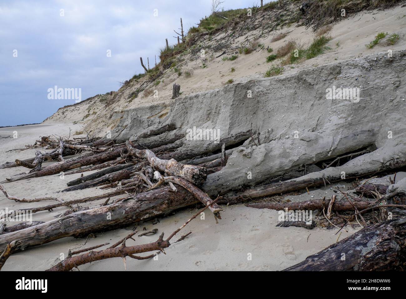Collapsing sand dune protection, Authie Bay, Berck sur Mer, Pas de ...
