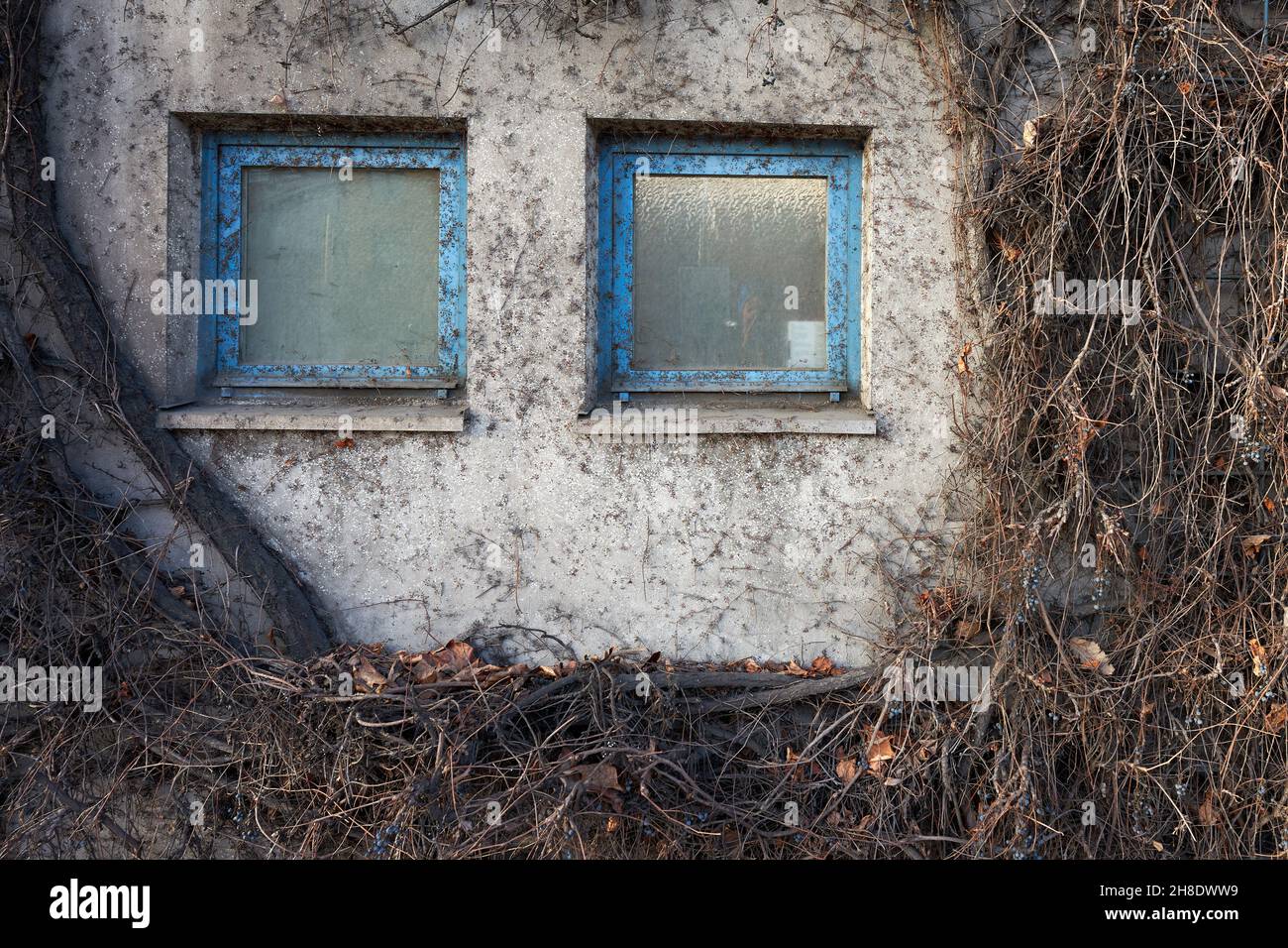 Two windows with blue frame on a house facade. Brown climbing plants ...