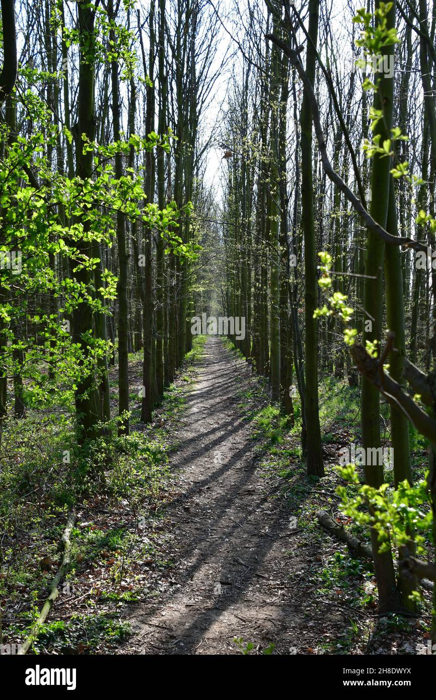 a special forrest path Stock Photo - Alamy