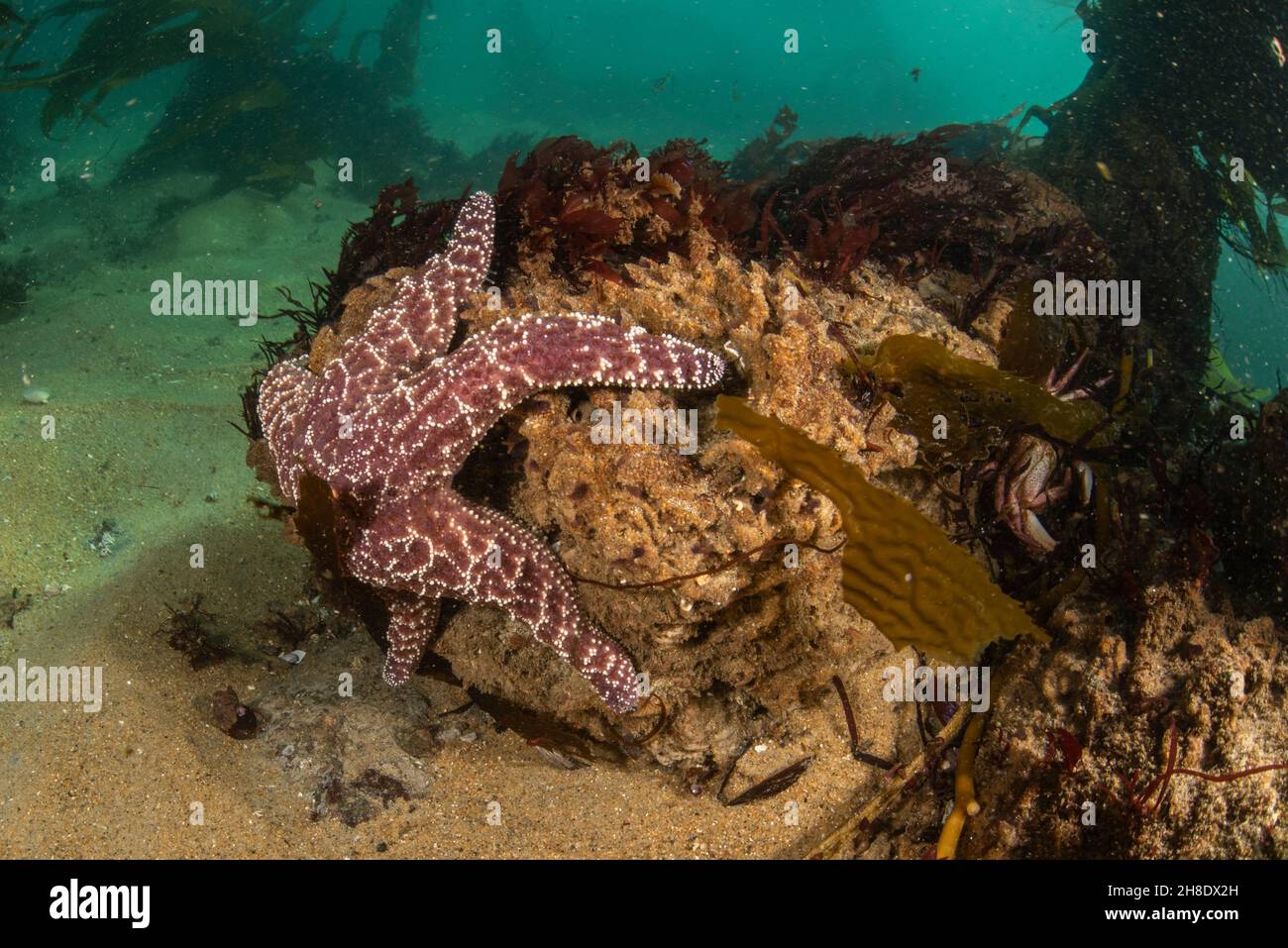 A purple sea star hi-res stock photography and images - Alamy