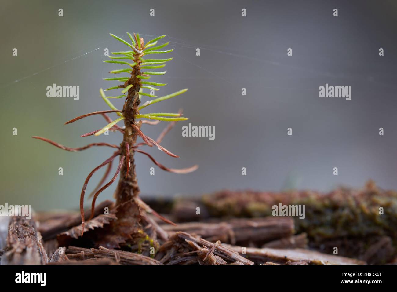 Young needle tree growing on brown soil Stock Photo - Alamy