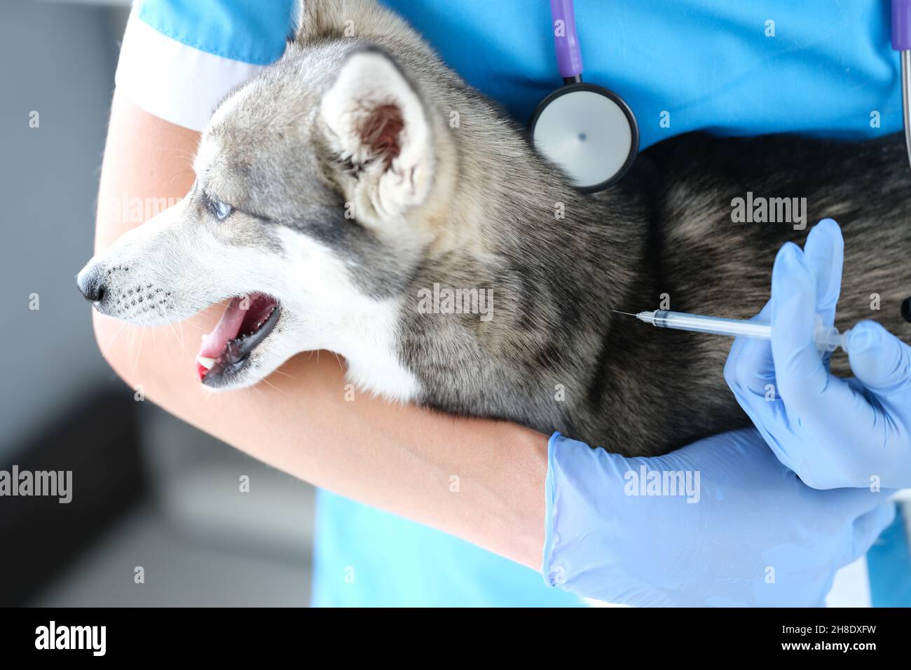 Doctor veterinarian giving injection to dog in clinic Stock Photo - Alamy