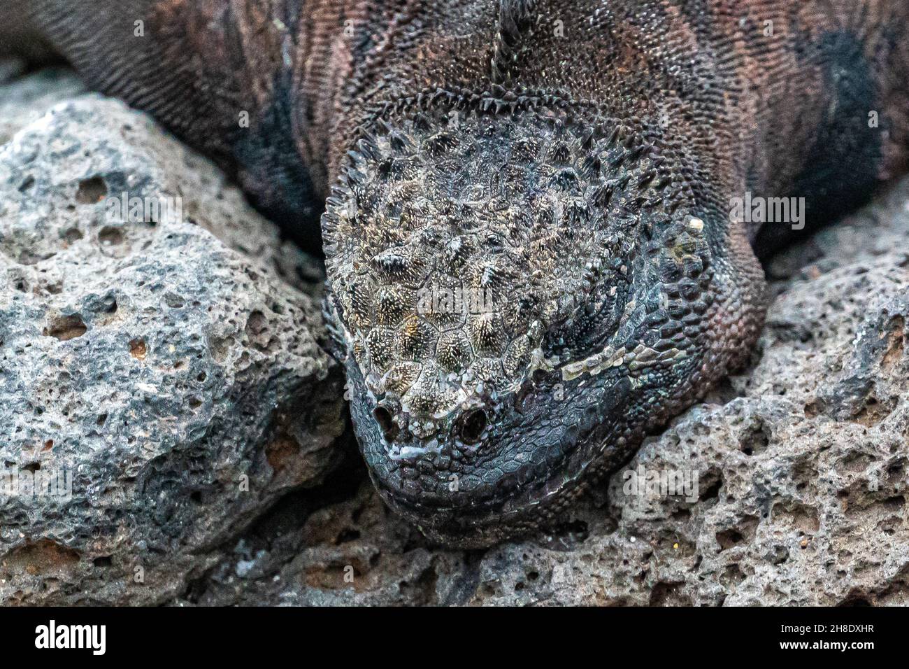 Close-up shot of a sleeping Monitor lizard's head on stones Stock Photo ...