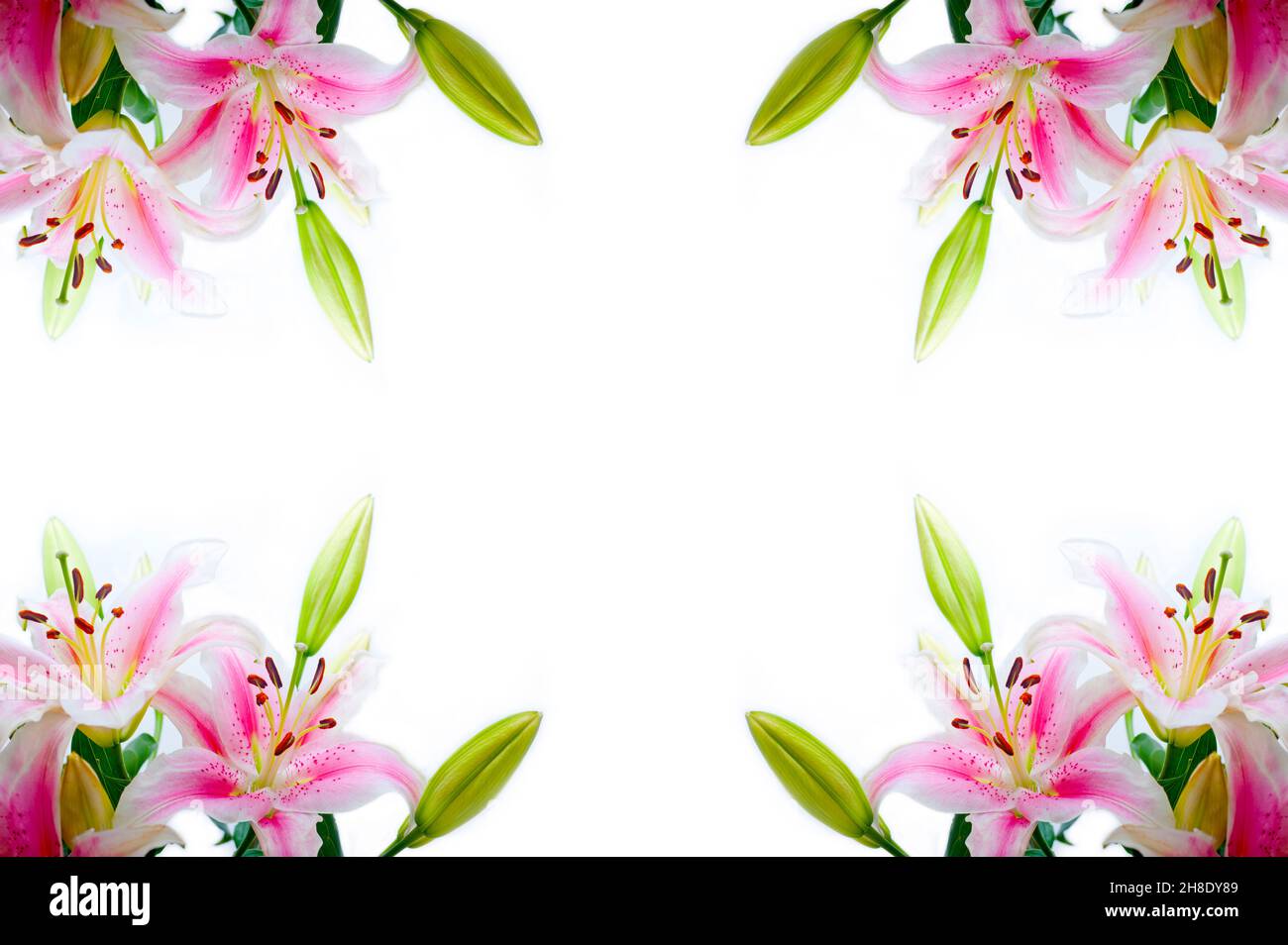 lily flowers corner frame over white background copyspace Stock Photo ...