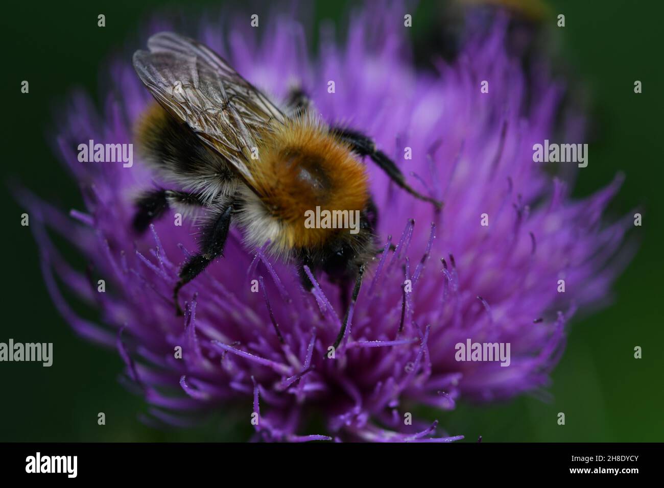 bumblebee pollinates thistle Stock Photo - Alamy