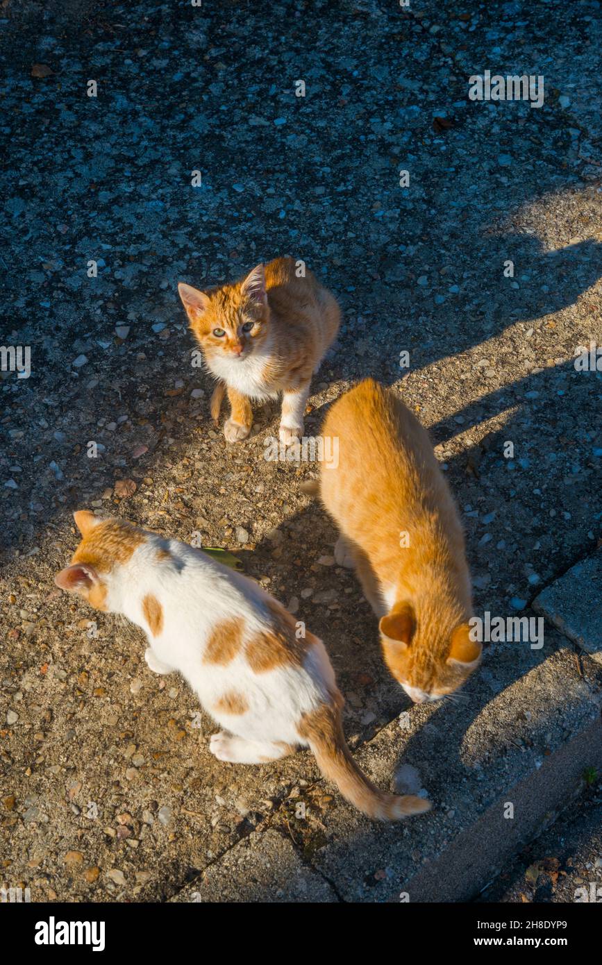Three kittens hi-res stock photography and images - Alamy