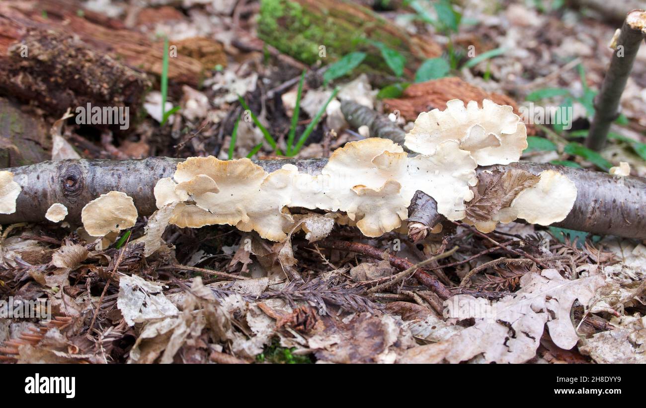 Pale white cream fungus growing on fallen branch on ground Stock Photo ...