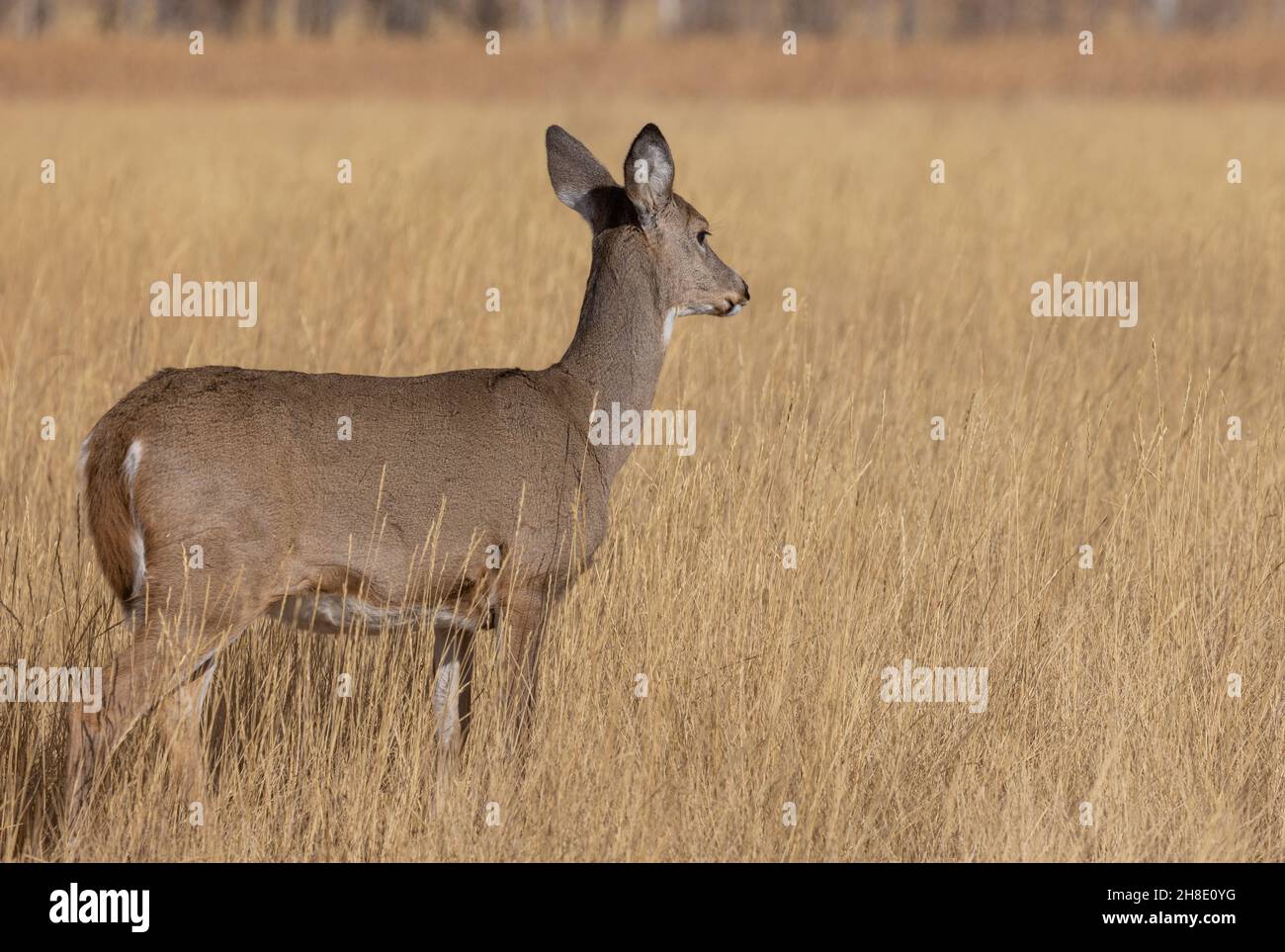 Whitetail Deer Doe in Autumn in Colorado Stock Photo - Alamy