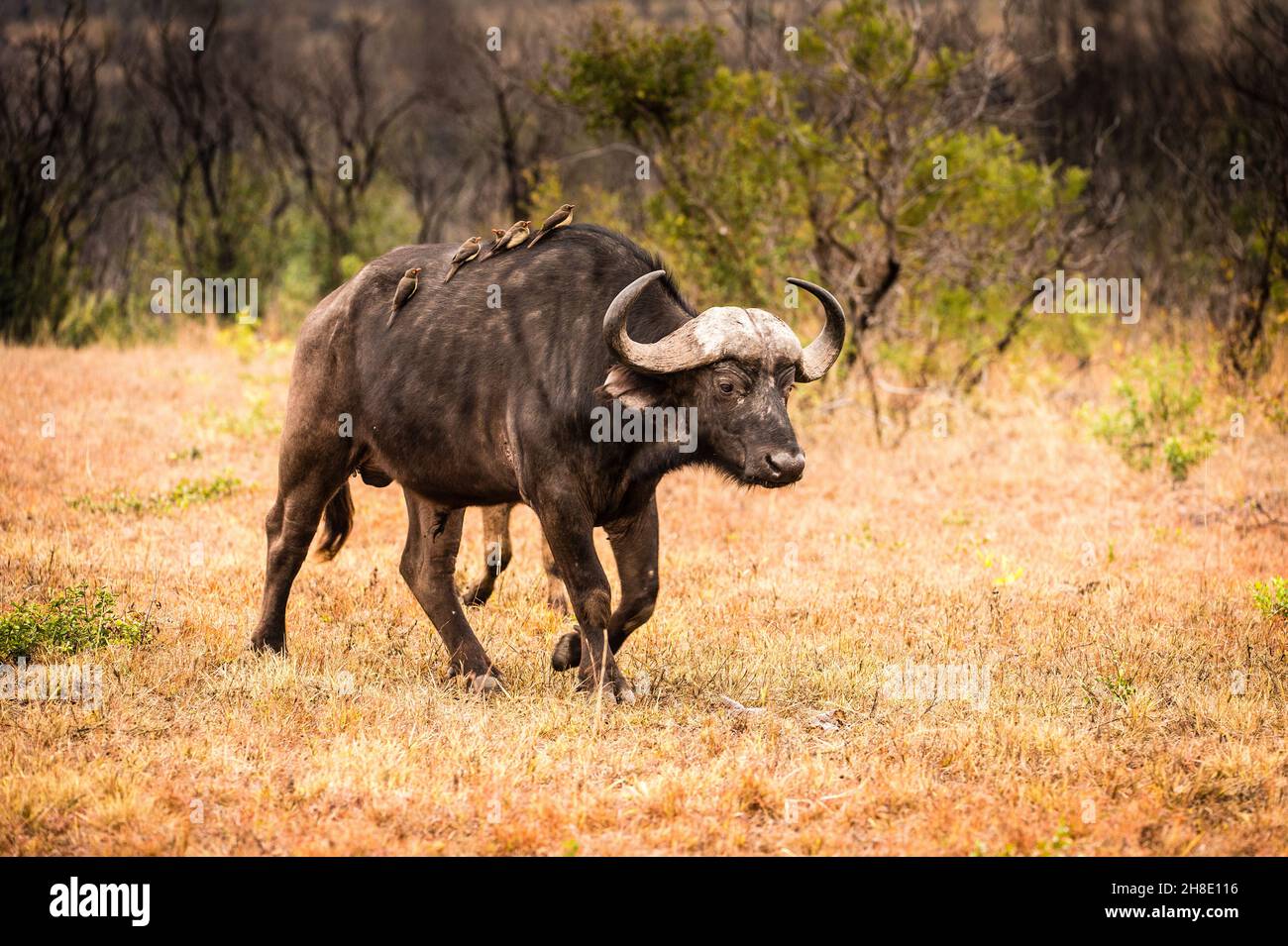 Oxpeckers hi-res stock photography and images - Alamy