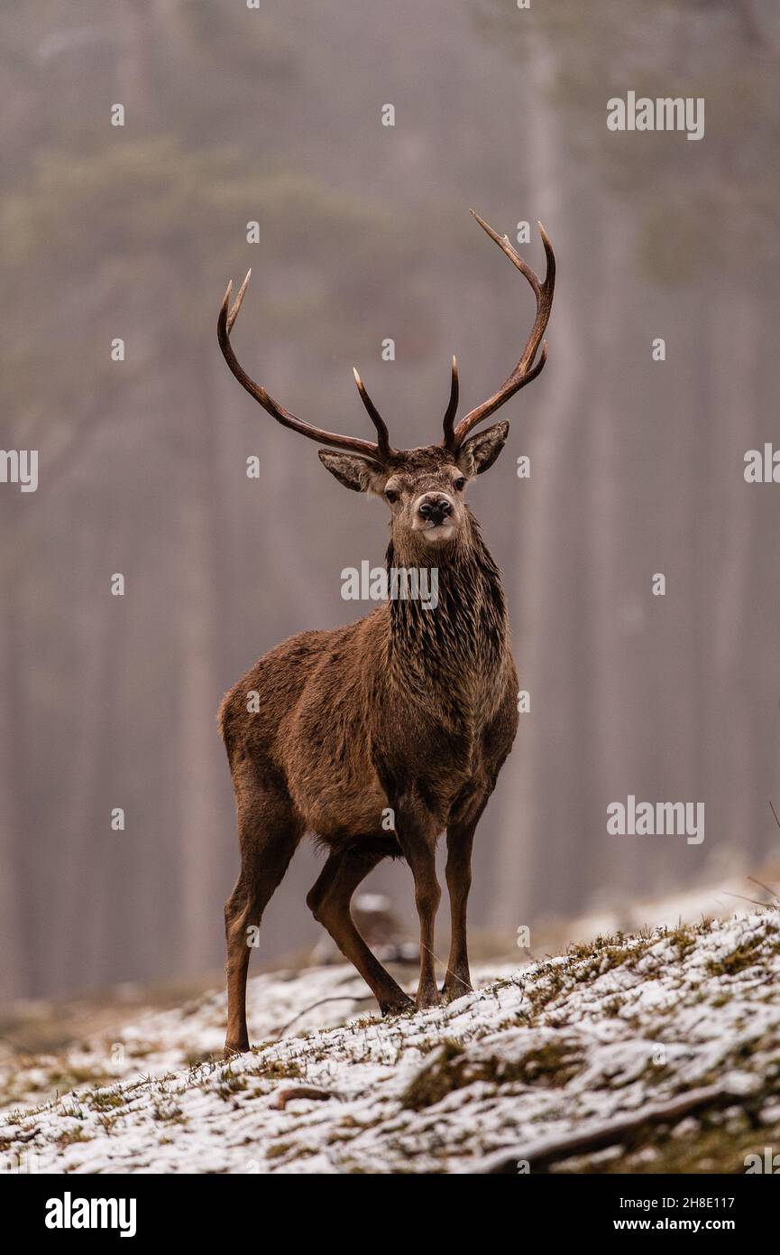 Red stag scotland tree hi-res stock photography and images - Alamy