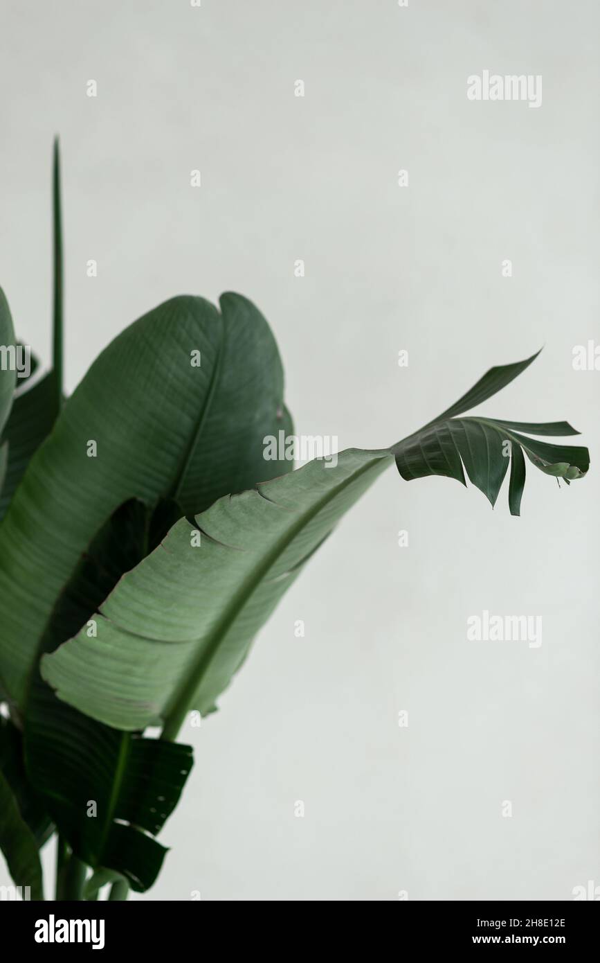 Beautiful leafs of bananas palm plant on white background Stock Photo ...