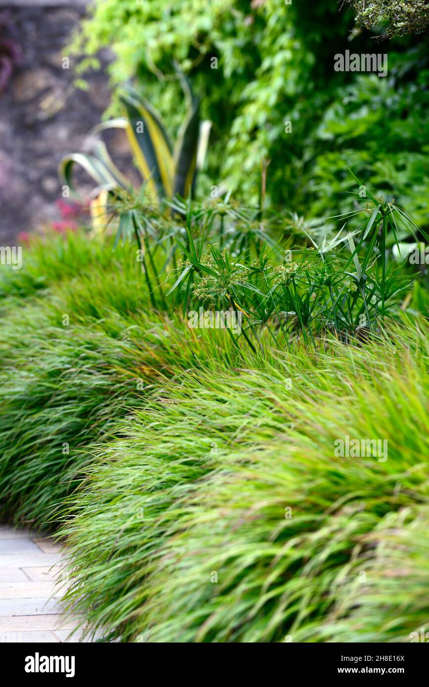Cyperus papyrus, papyrus,papyrus sedge,paper reed,Indian matting plant ...