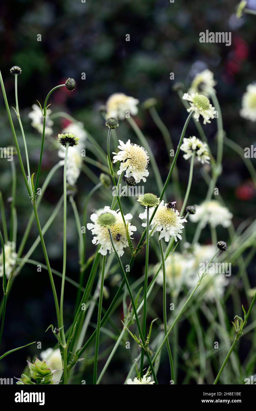 Scabiosa,scabious,white flowers,Pincushion flower,white flower ...