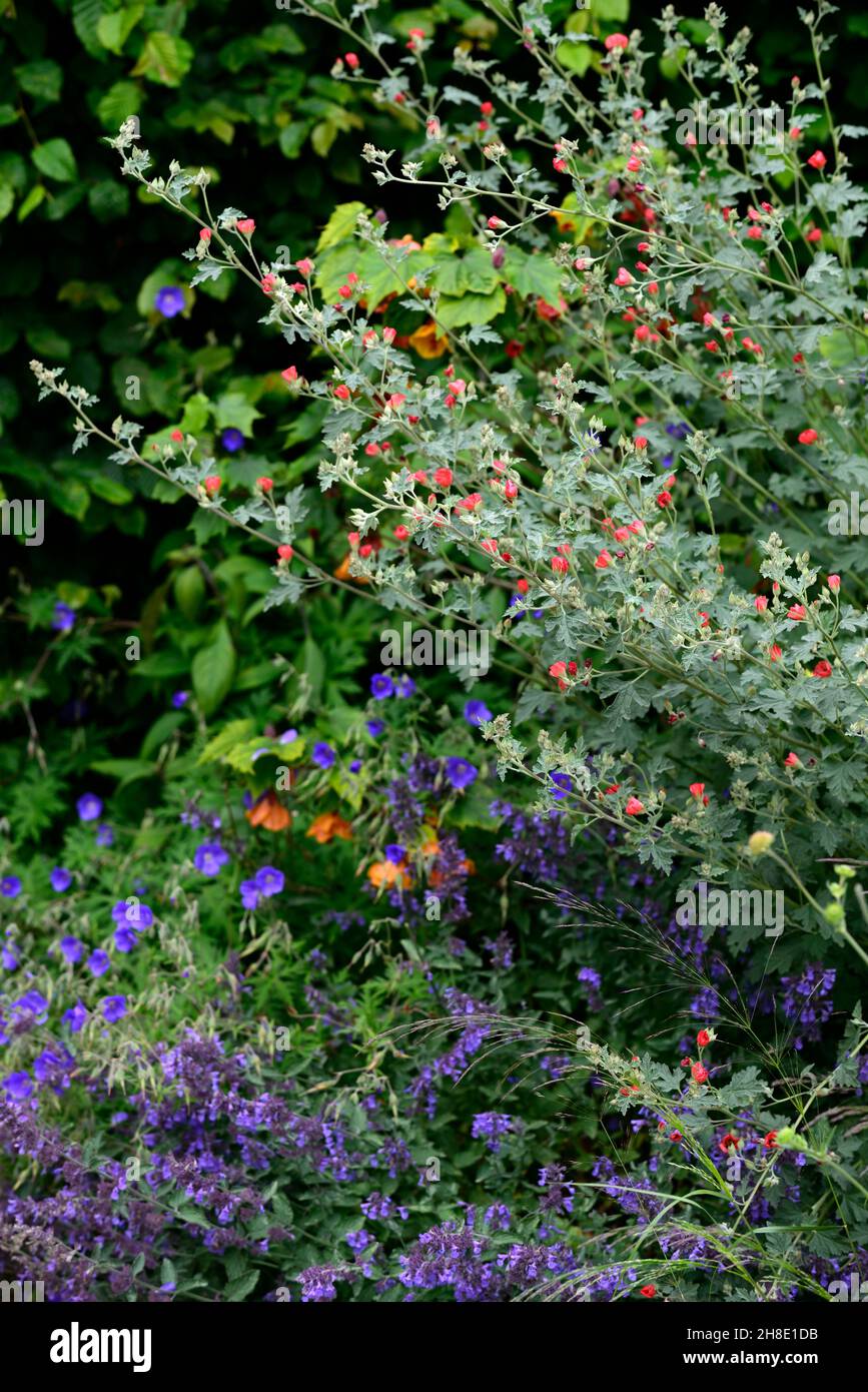 Globe mallow newleaze coral hi-res stock photography and images - Alamy