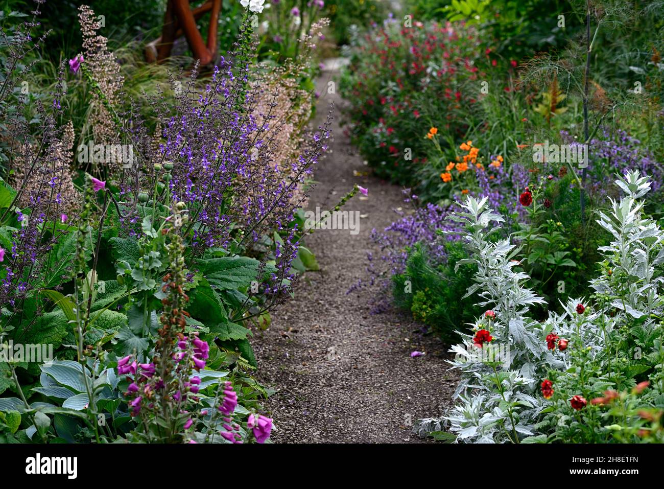 mixed bed,border,path,pathway,perennials,artemisia,nepeta, geum,salvia ...