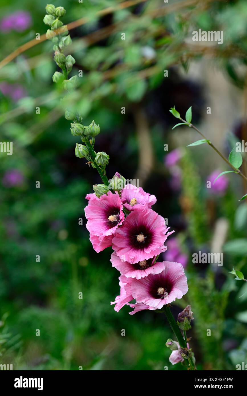 Alcea rosea Halo cerise,Hollyhock Halo cerise,flower,flowers,summer ...