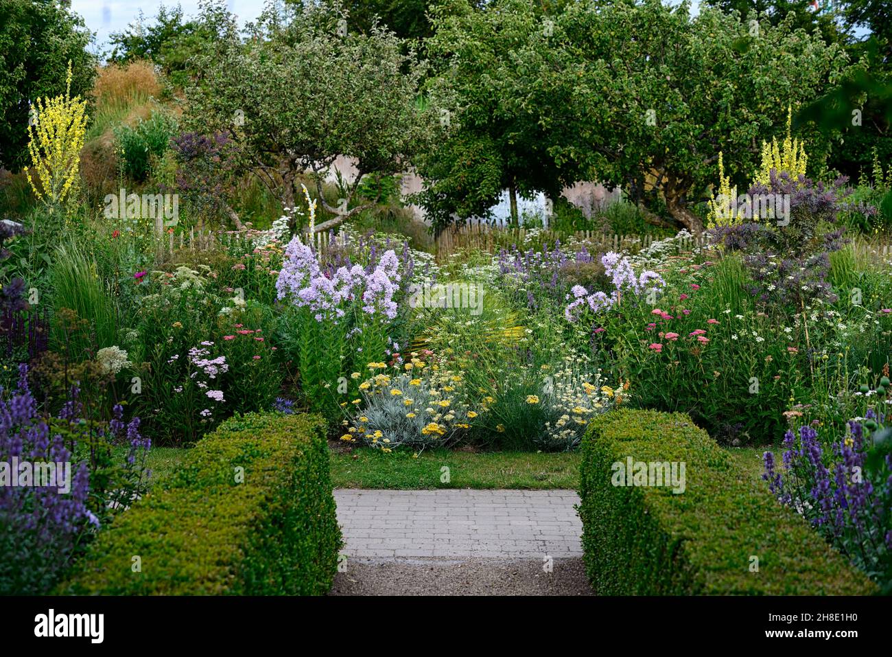 hedge,box hedge,leading to different garden area,verbascum,campanula ...