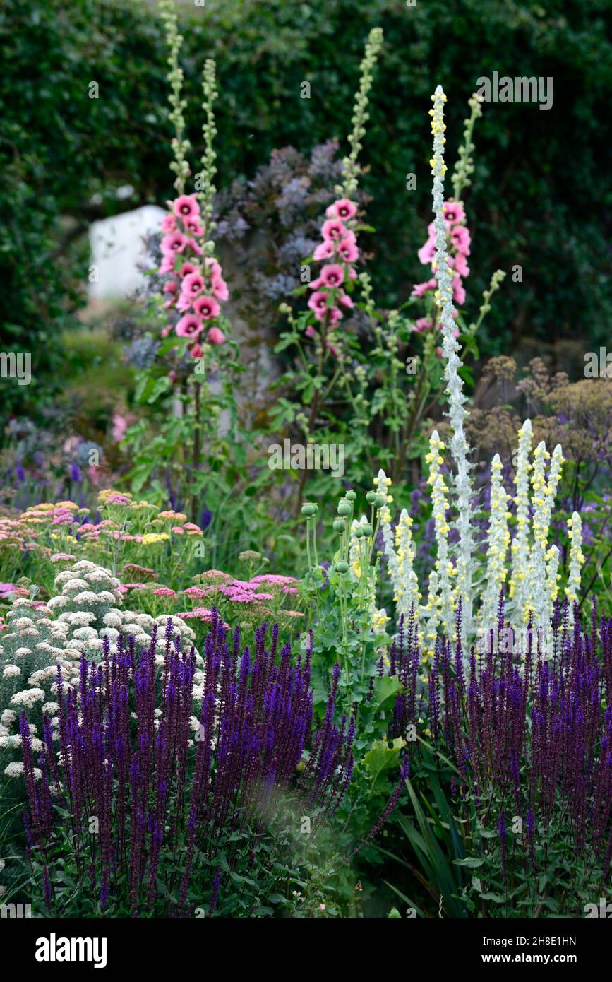 mixed bed,border,perennials,Alcea rosea Halo cerise,Hollyhock Halo ...