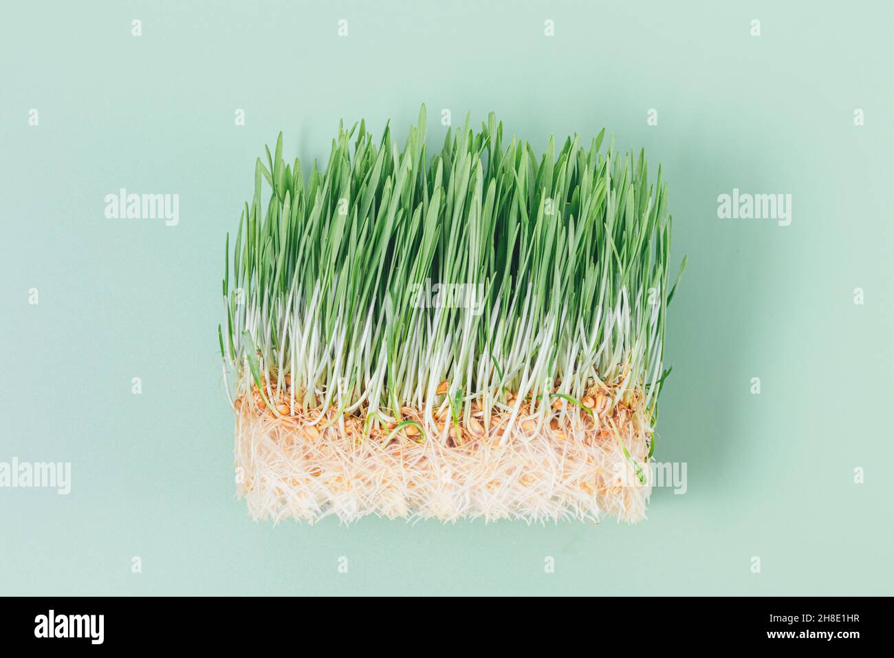 Roots oat hi-res stock photography and images - Alamy