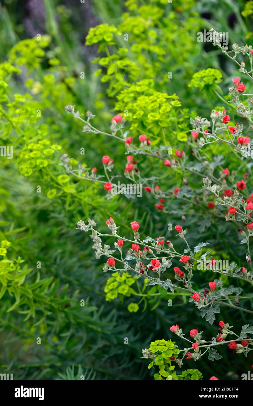 Globe mallow newleaze coral hi-res stock photography and images - Alamy