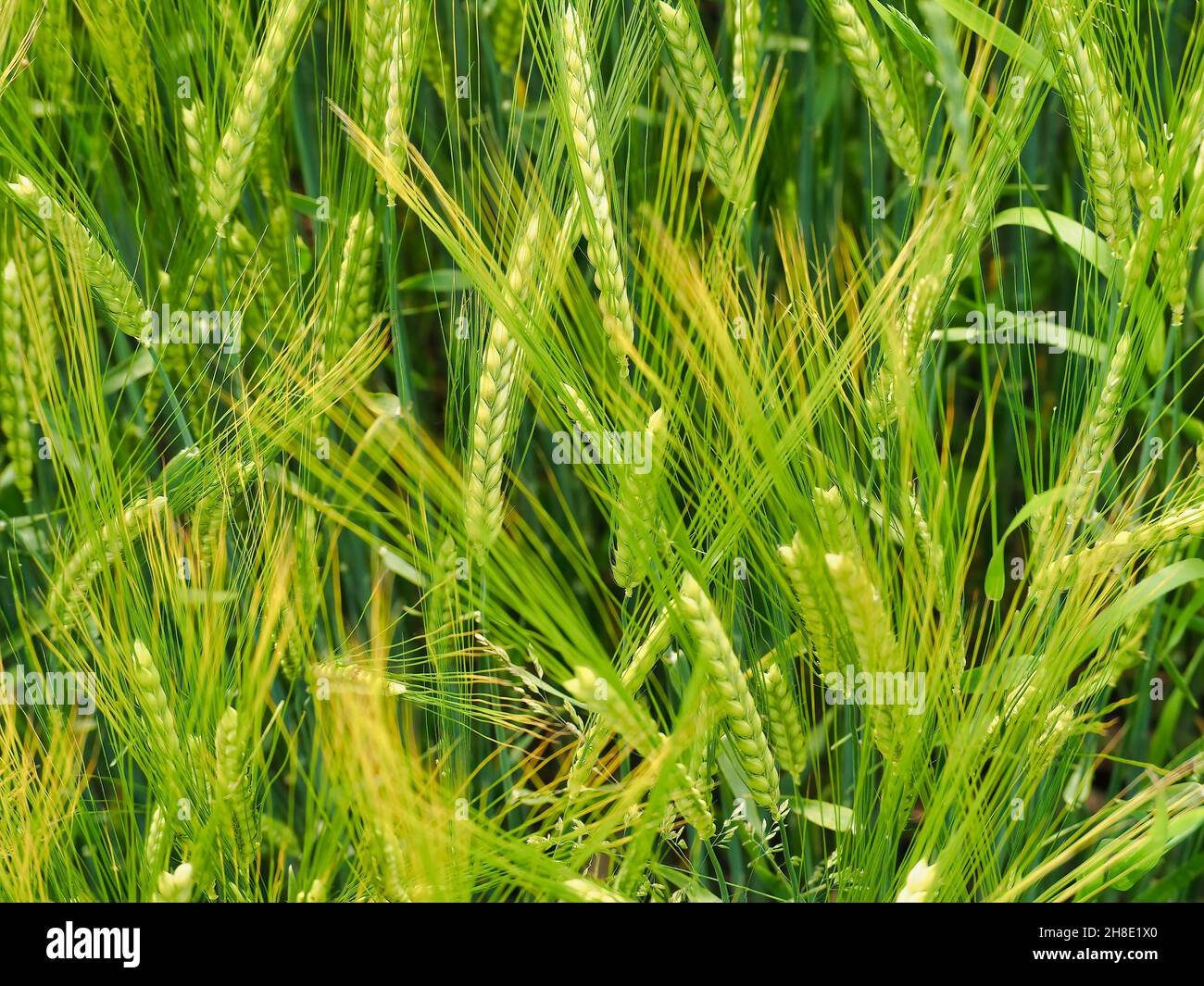 Texture background of growing barley Stock Photo - Alamy