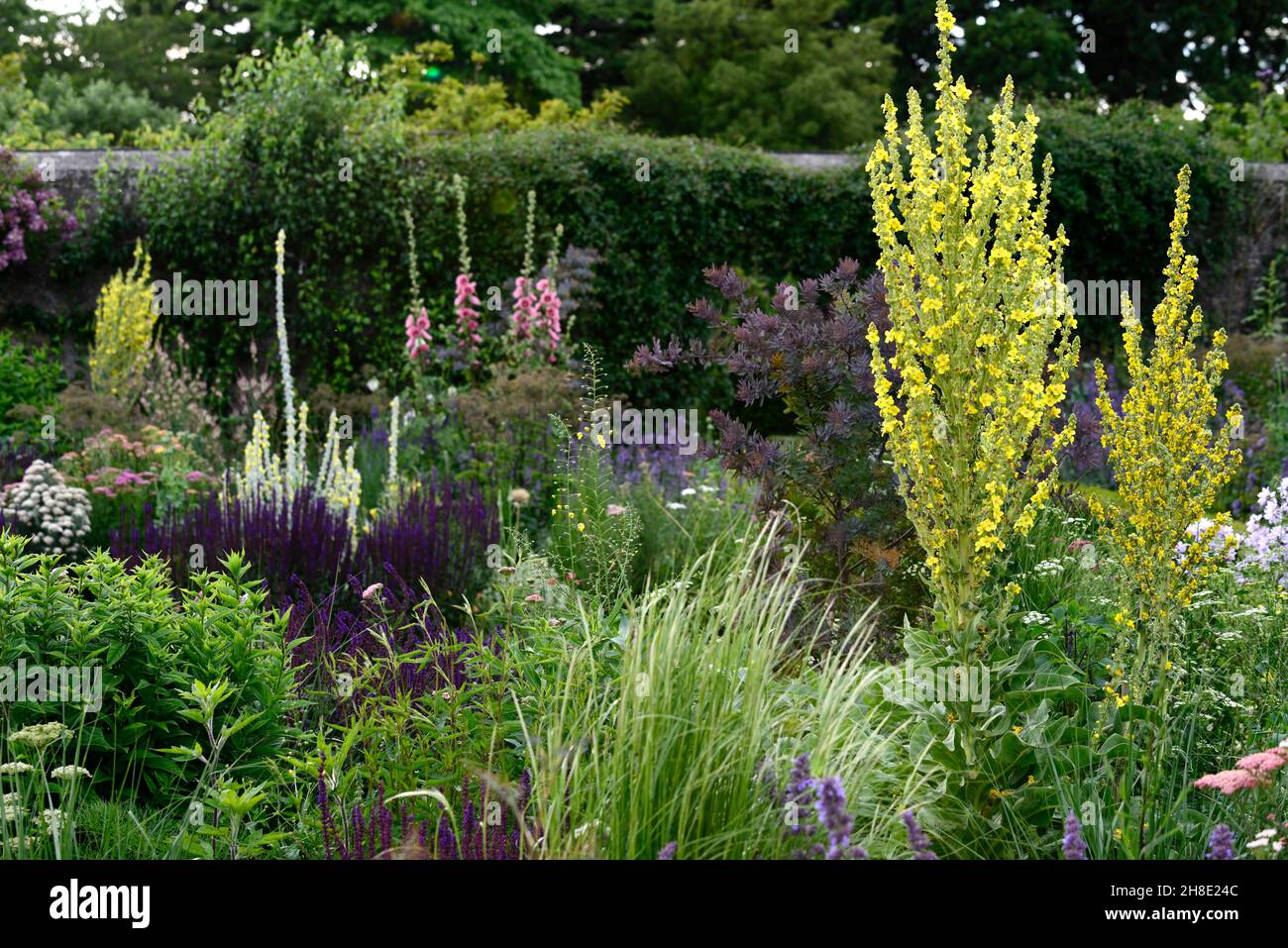 mixed bed,border,perennials,salvia,Verbascum chaixii sixteen candles ...