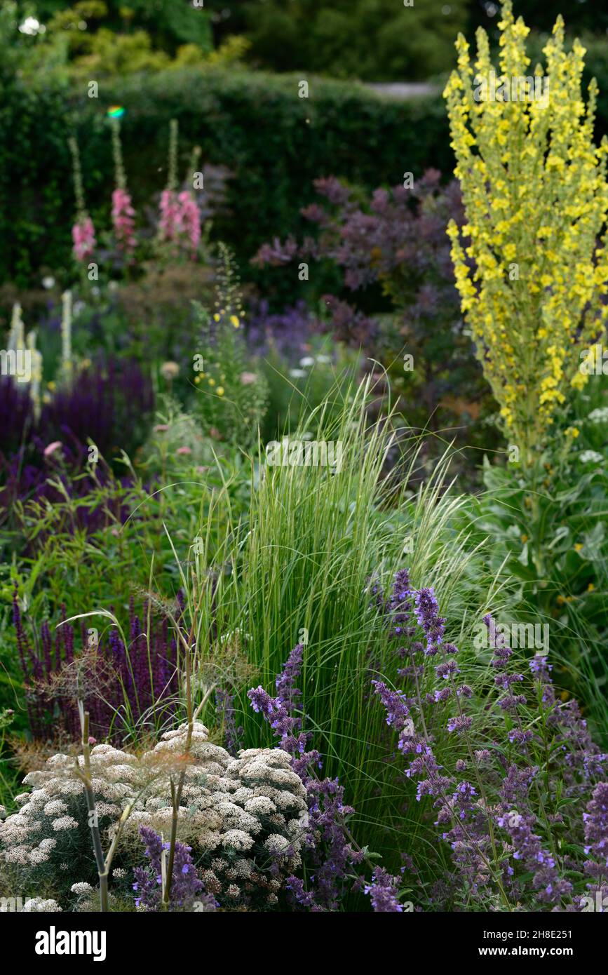 Ozothamnus rosmarinifolius,nepeta,mixed bed,border,perennials,salvia ...
