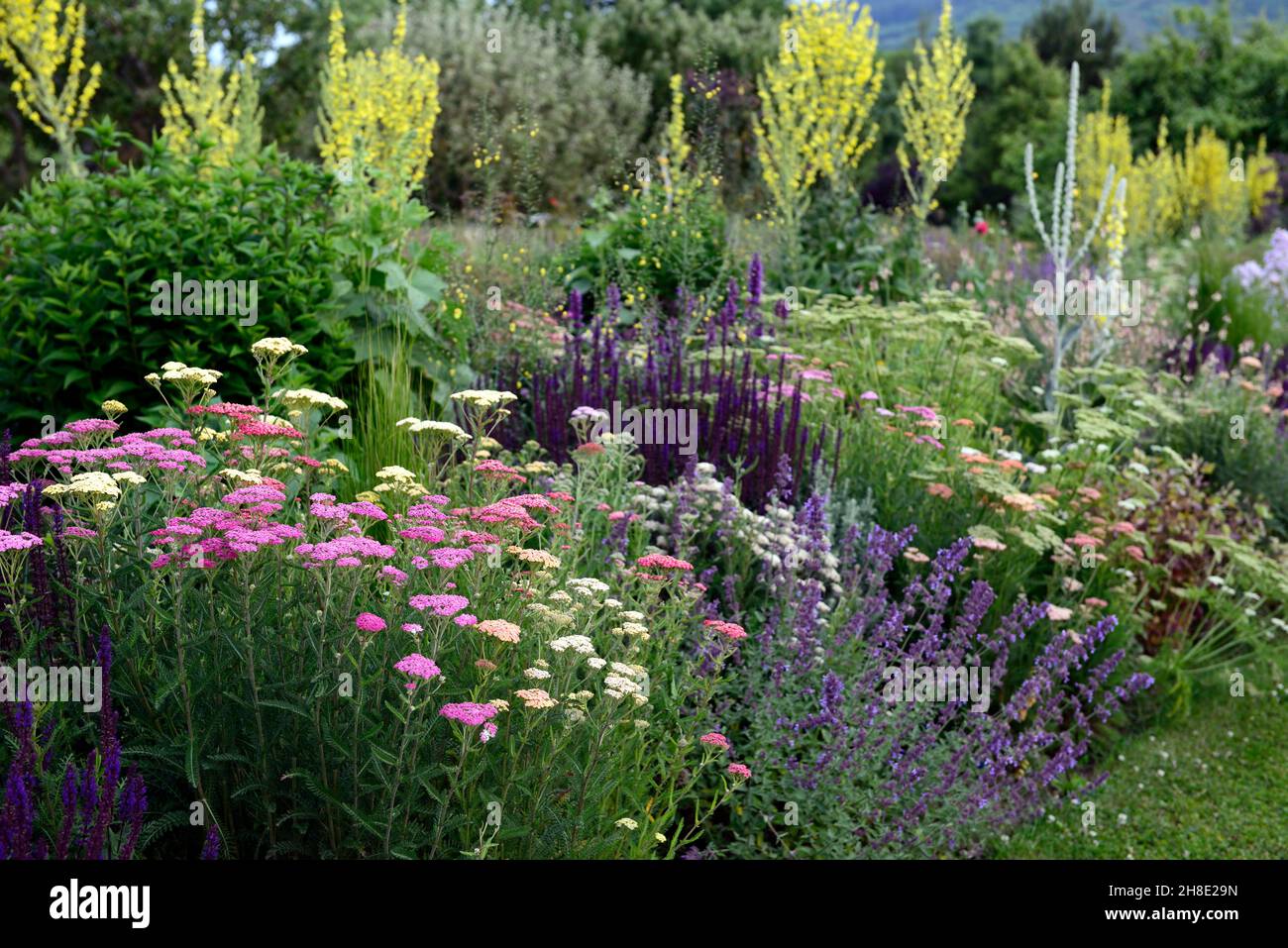 Layered planting garden border hi-res stock photography and images - Alamy