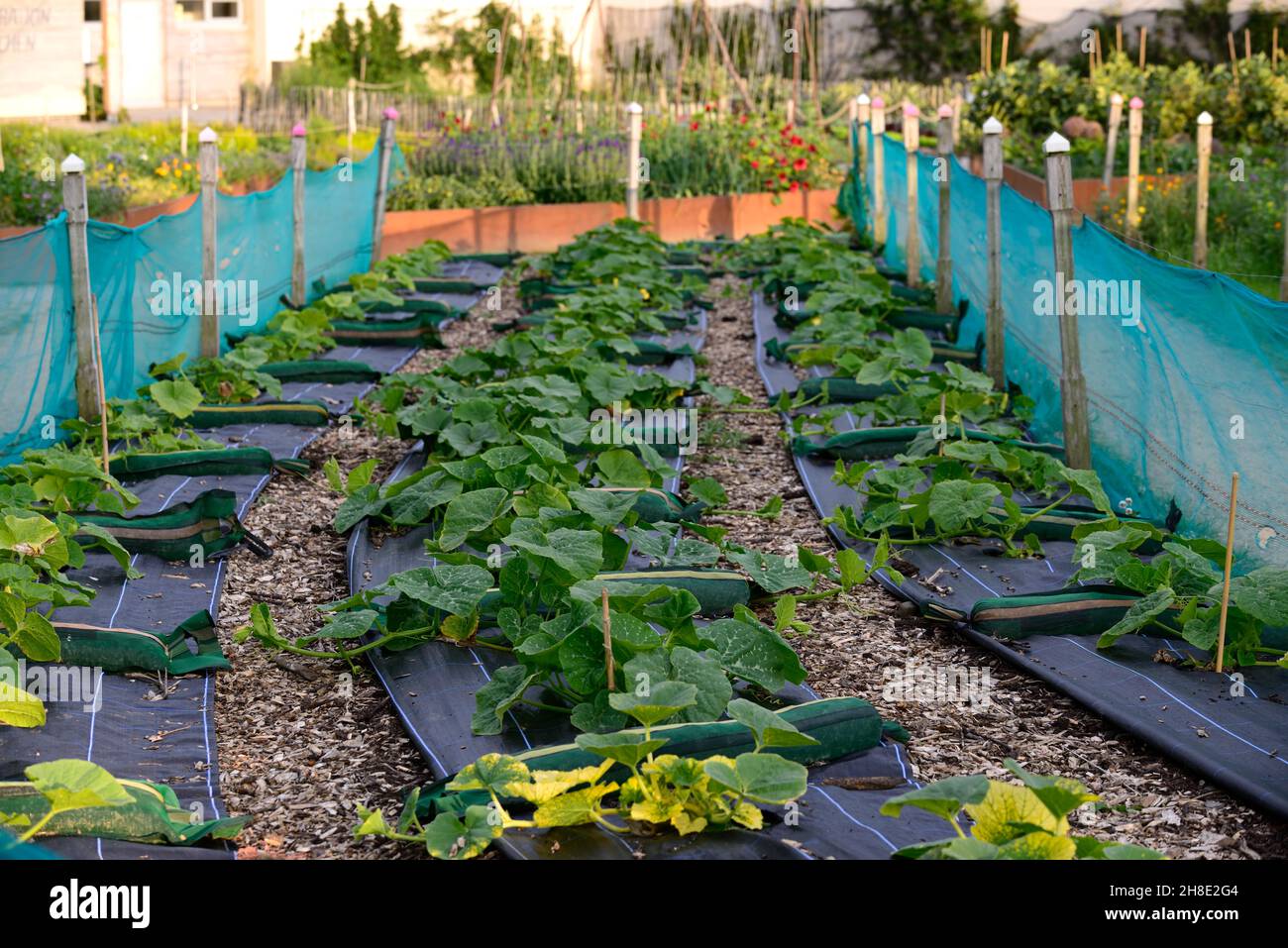 Ground cover weeds hi-res stock photography and images - Alamy