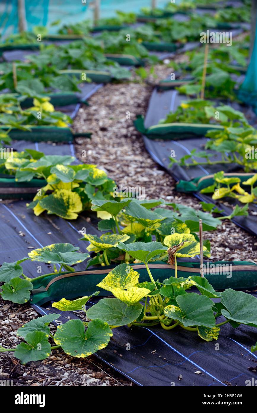 Protection weeds hi-res stock photography and images - Alamy