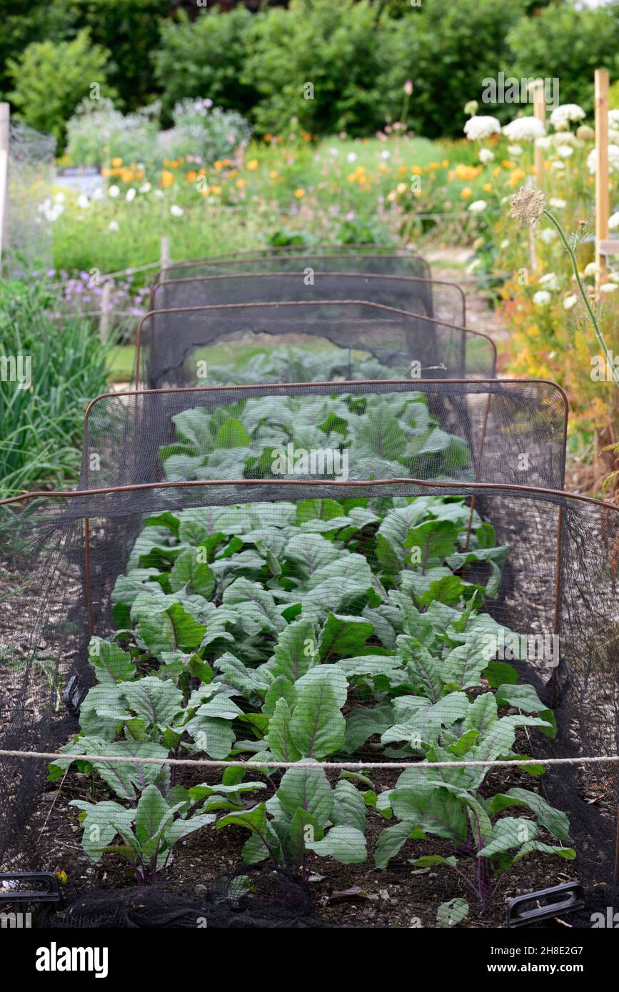 cabbage covered with mesh,net,netted,netting,protect,protection,pests ...