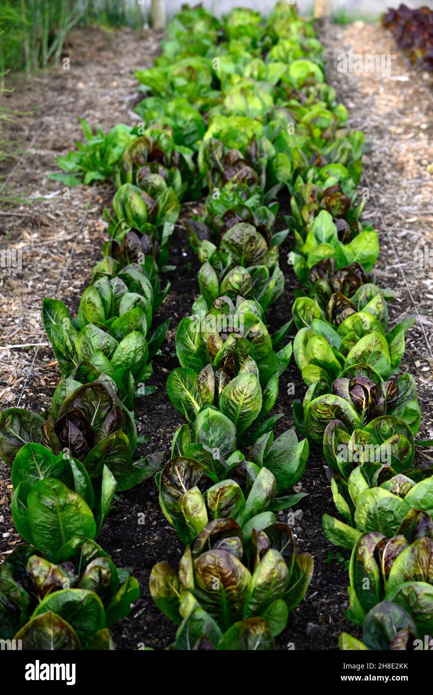 chicory,common chicory,Cichorium intybus,edible crop,crops,vegetable ...