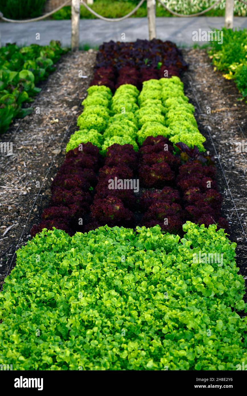 lettuce,lettuces,vegetable garden,edible crop,crops,vegetable ...