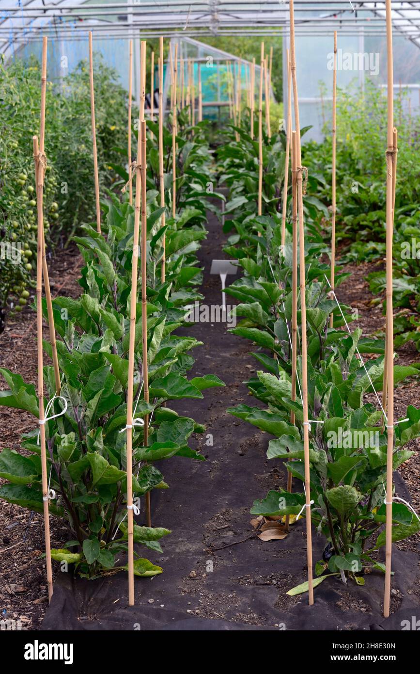 Polytunnel crops hi-res stock photography and images - Alamy