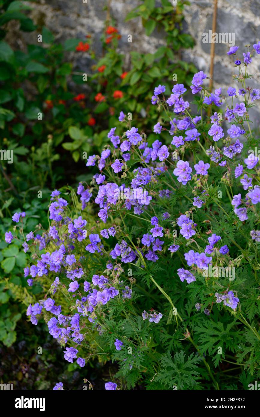 Geranium pratense Plenum Violaceum,double violet blue flowers,flower ...