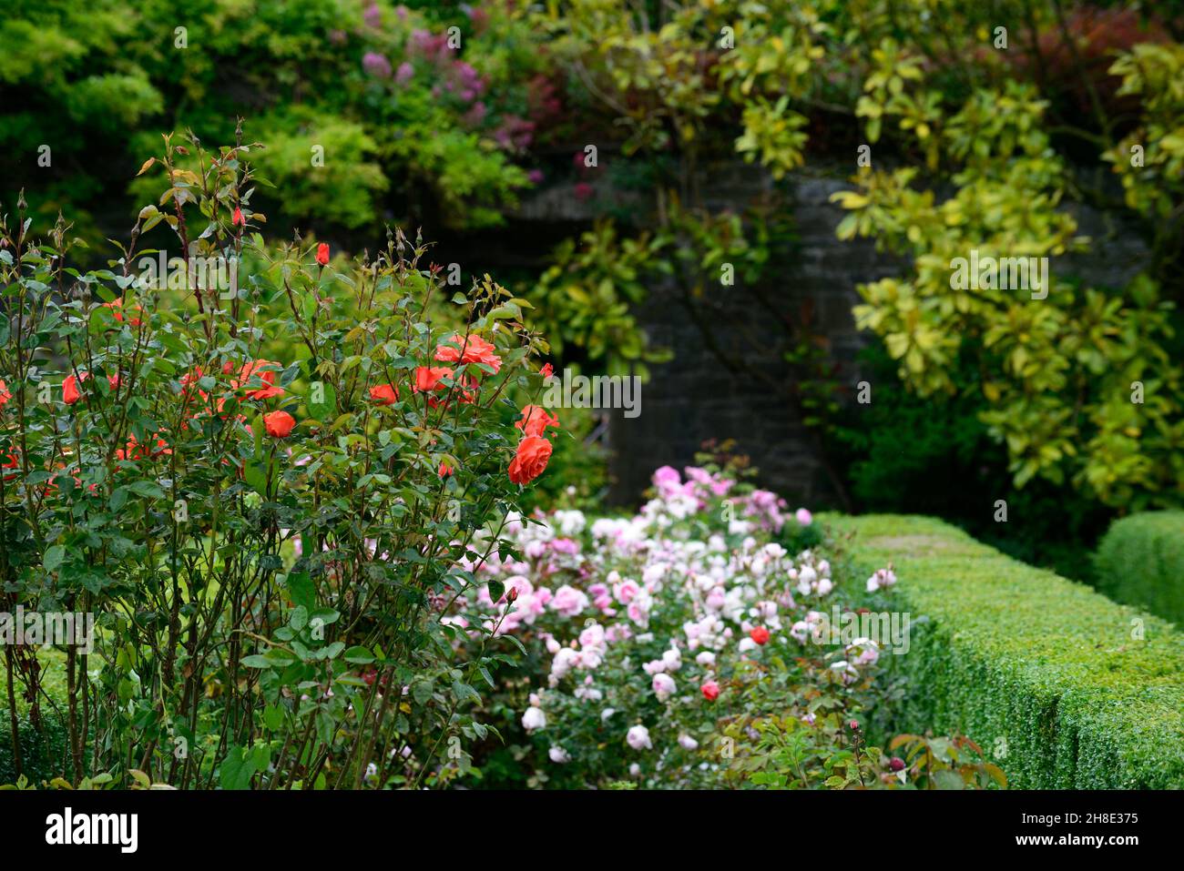 Box hedging and roses hi-res stock photography and images - Alamy