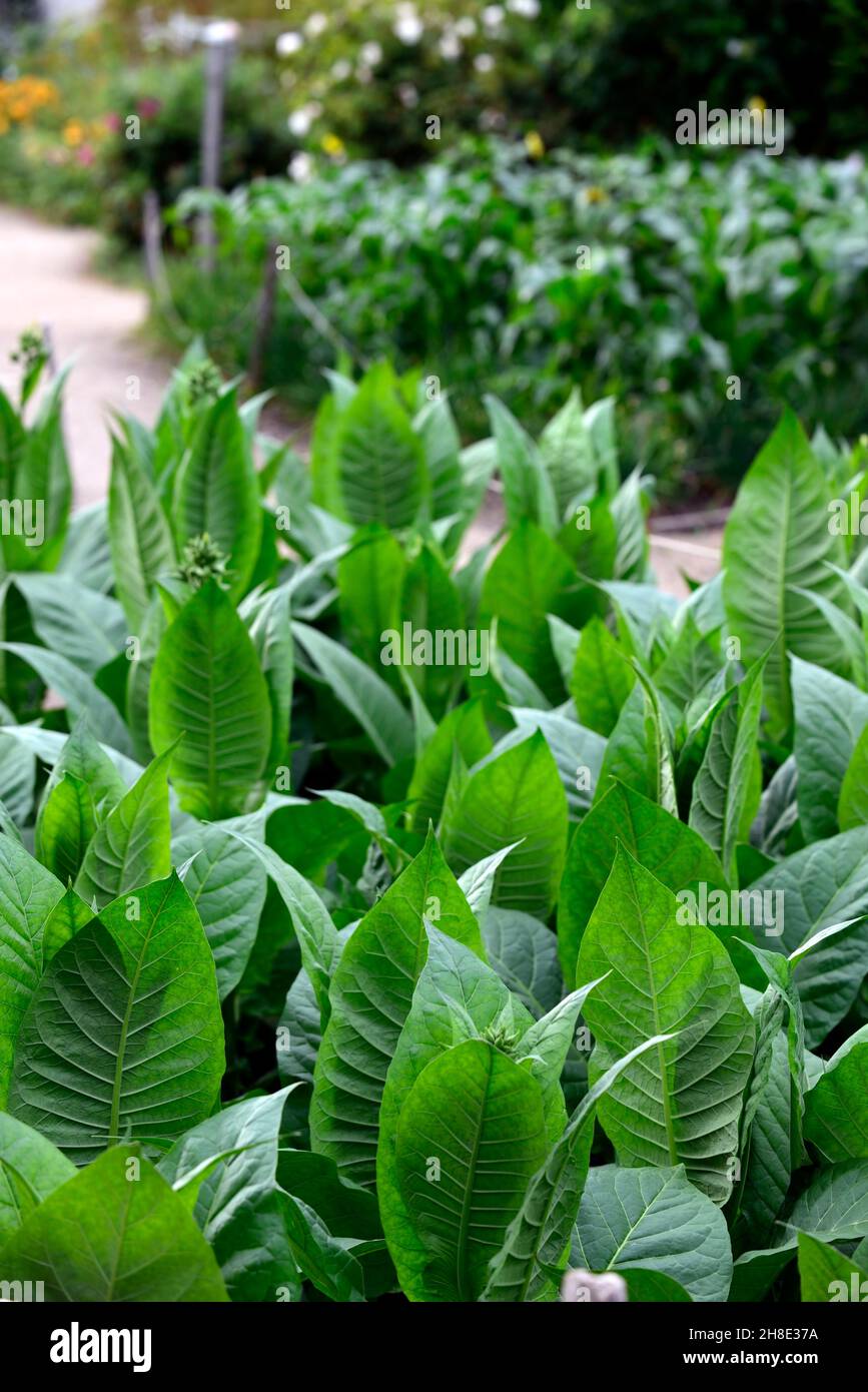 tobacco plant,leaves,foliage,nicotiana leaves,garden,gardens,plot,plots ...