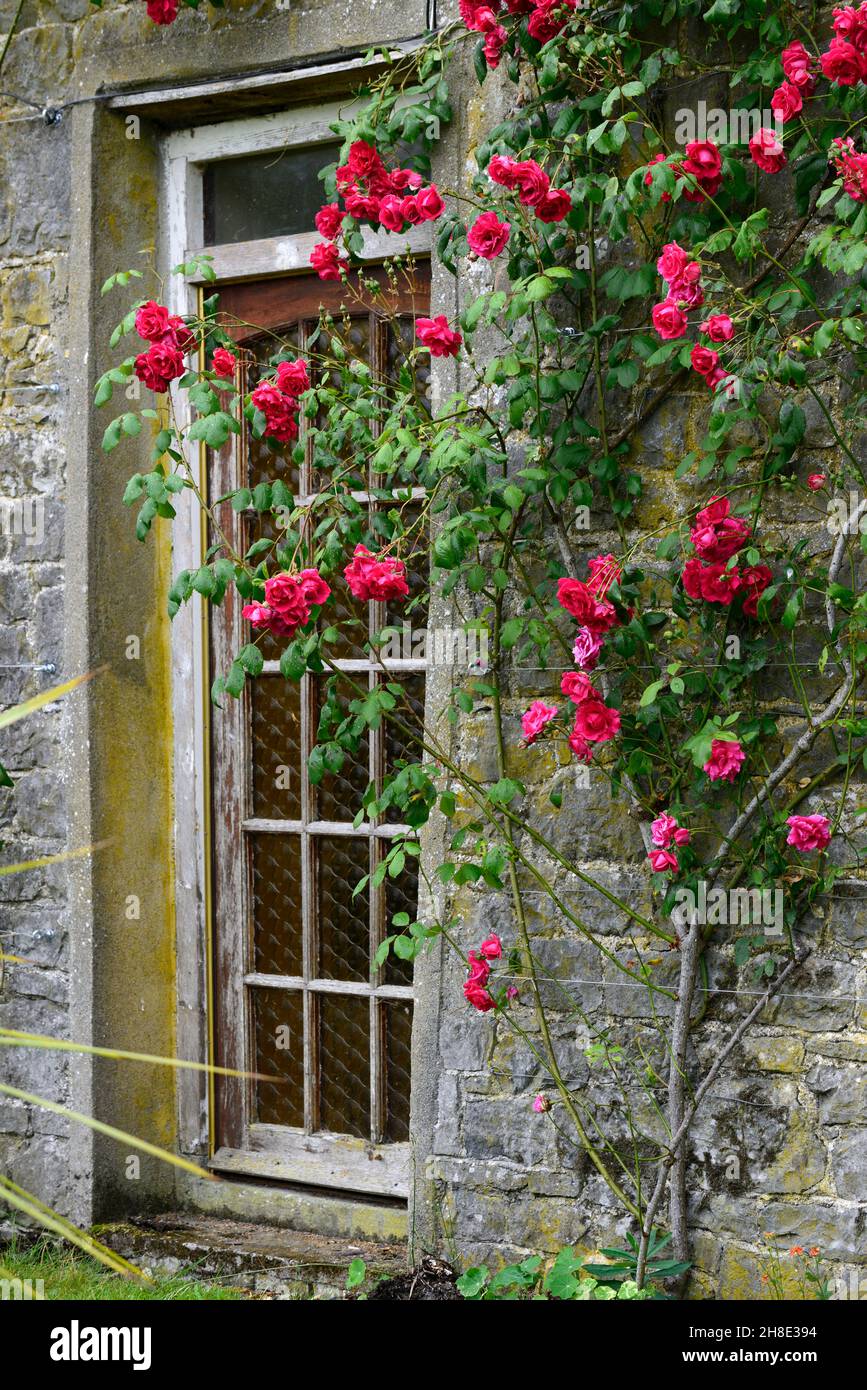 Climbing red rose hi-res stock photography and images - Alamy