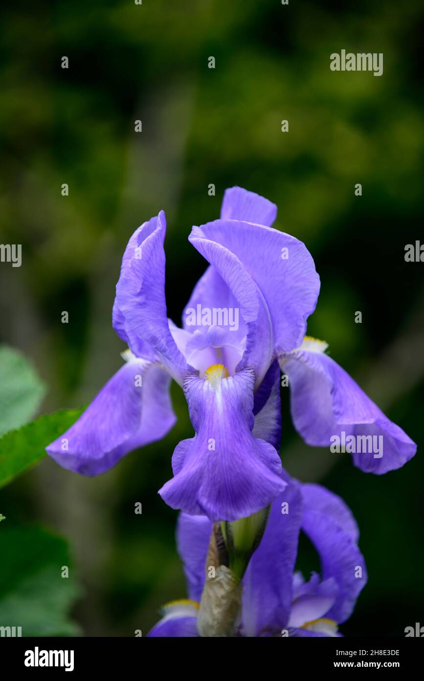 Blue Bearded Iris,Iris germanica,German Iris, Rhizomatous,sky blue ...