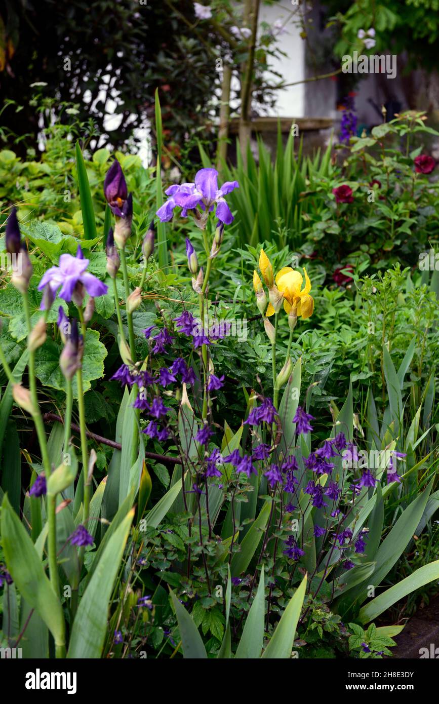 mixed yellow and Blue Bearded Iris,Iris germanica,German Iris, Rhizomatous,yellow and blue ...
