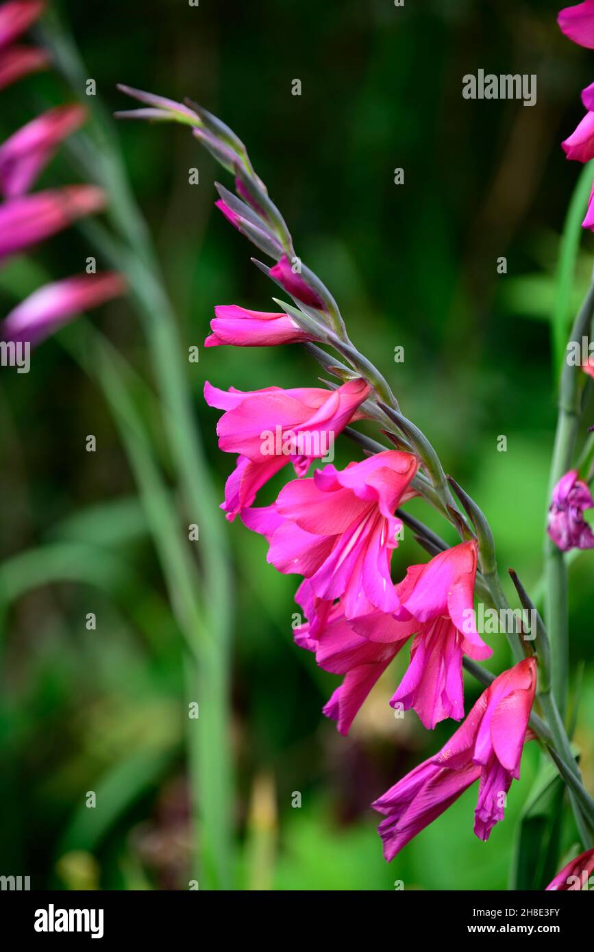 Gladiolus gladiolus communis flower hi-res stock photography and images ...
