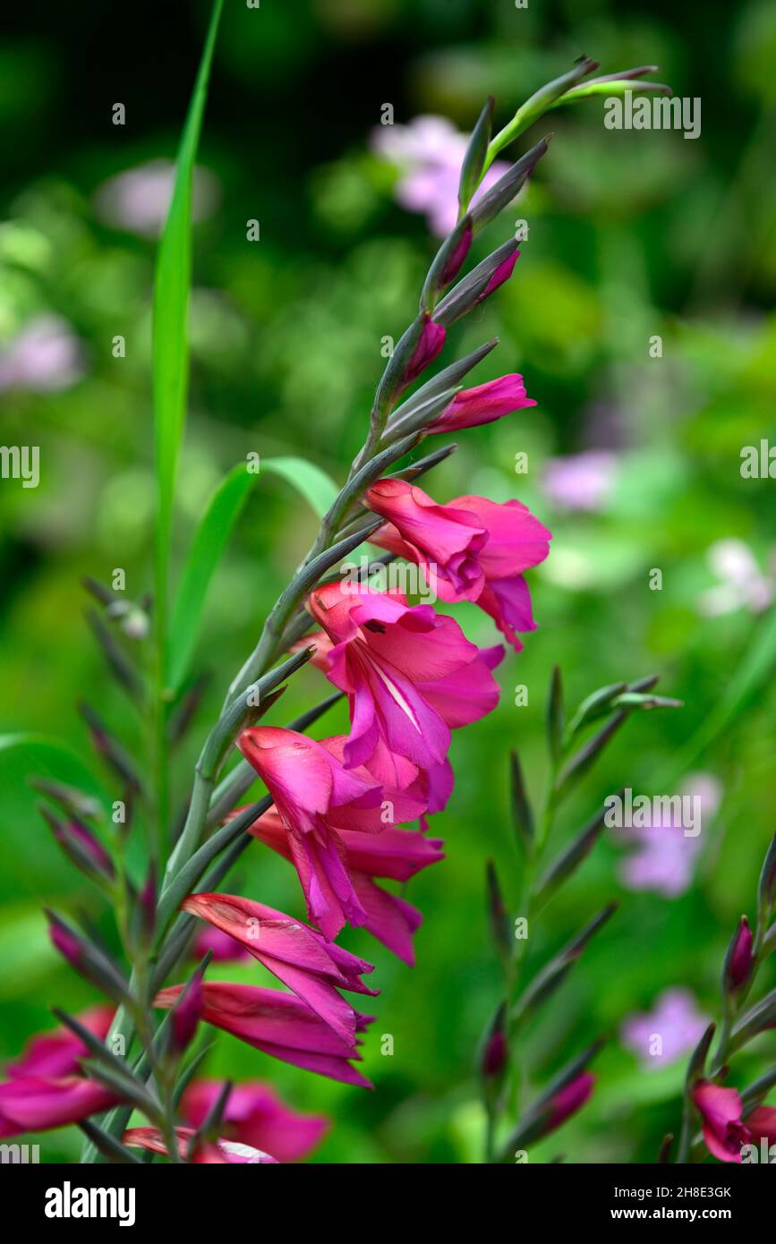 Gladiolus gladiolus communis flower hi-res stock photography and images ...